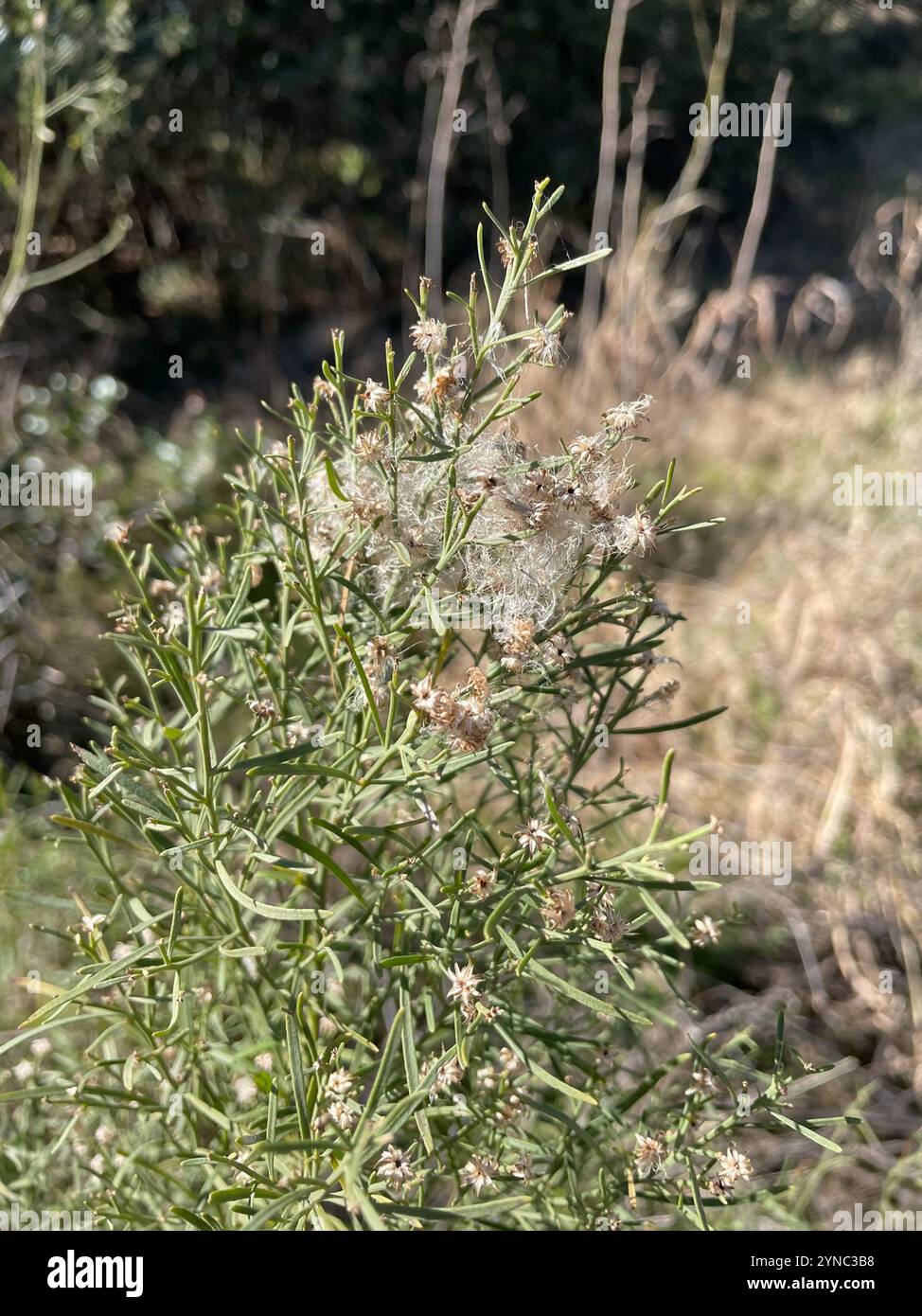 Poverty Weed (Baccharis neglecta Stock Photo - Alamy