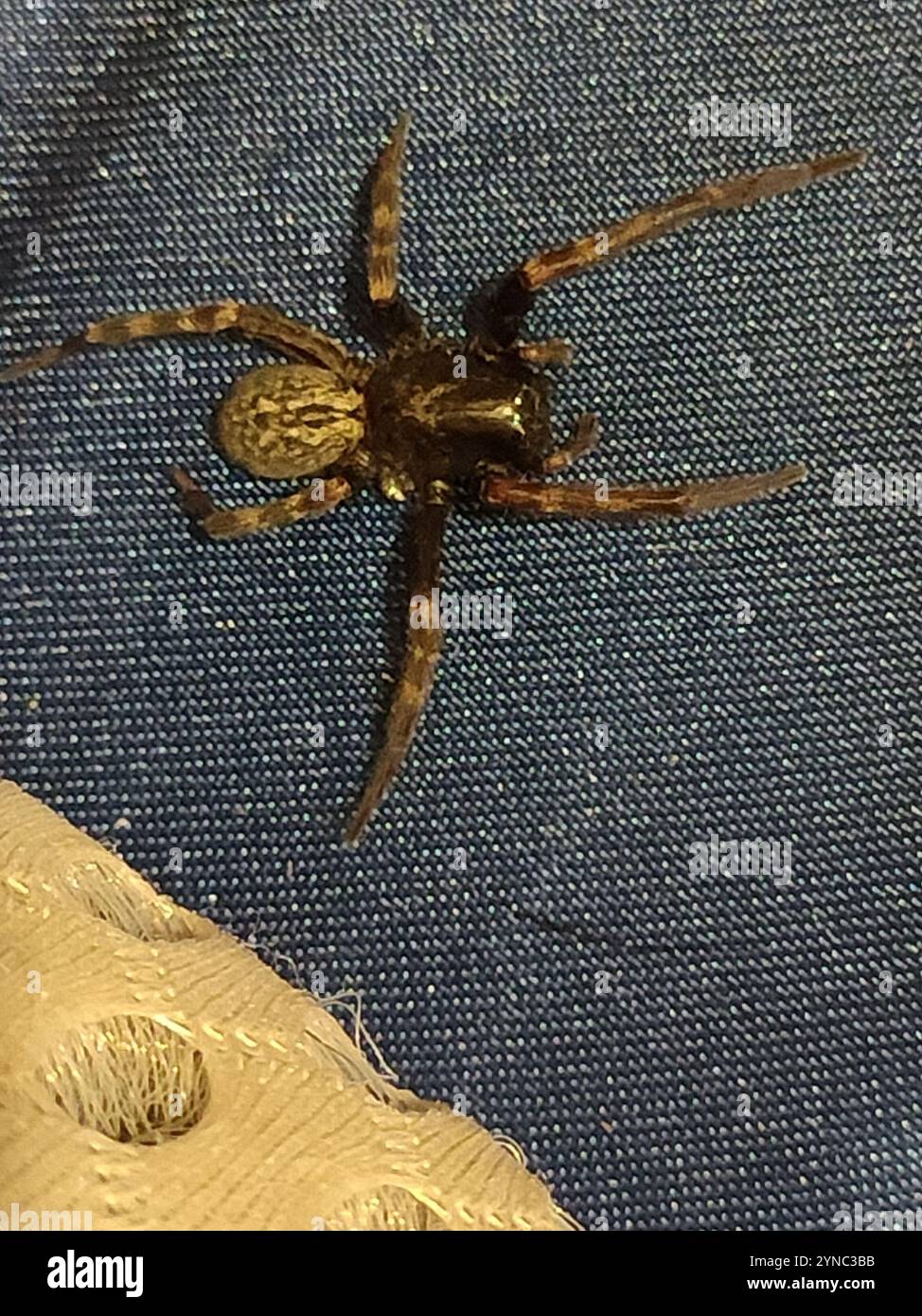 Black House Spider (Badumna insignis Stock Photo - Alamy