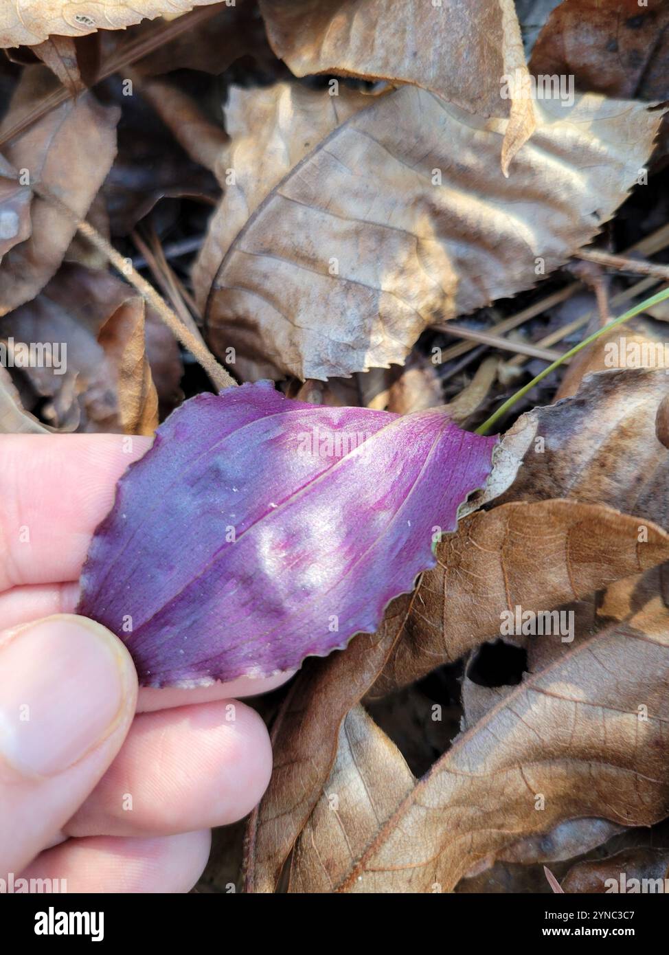 crane-fly orchid (Tipularia discolor Stock Photo - Alamy
