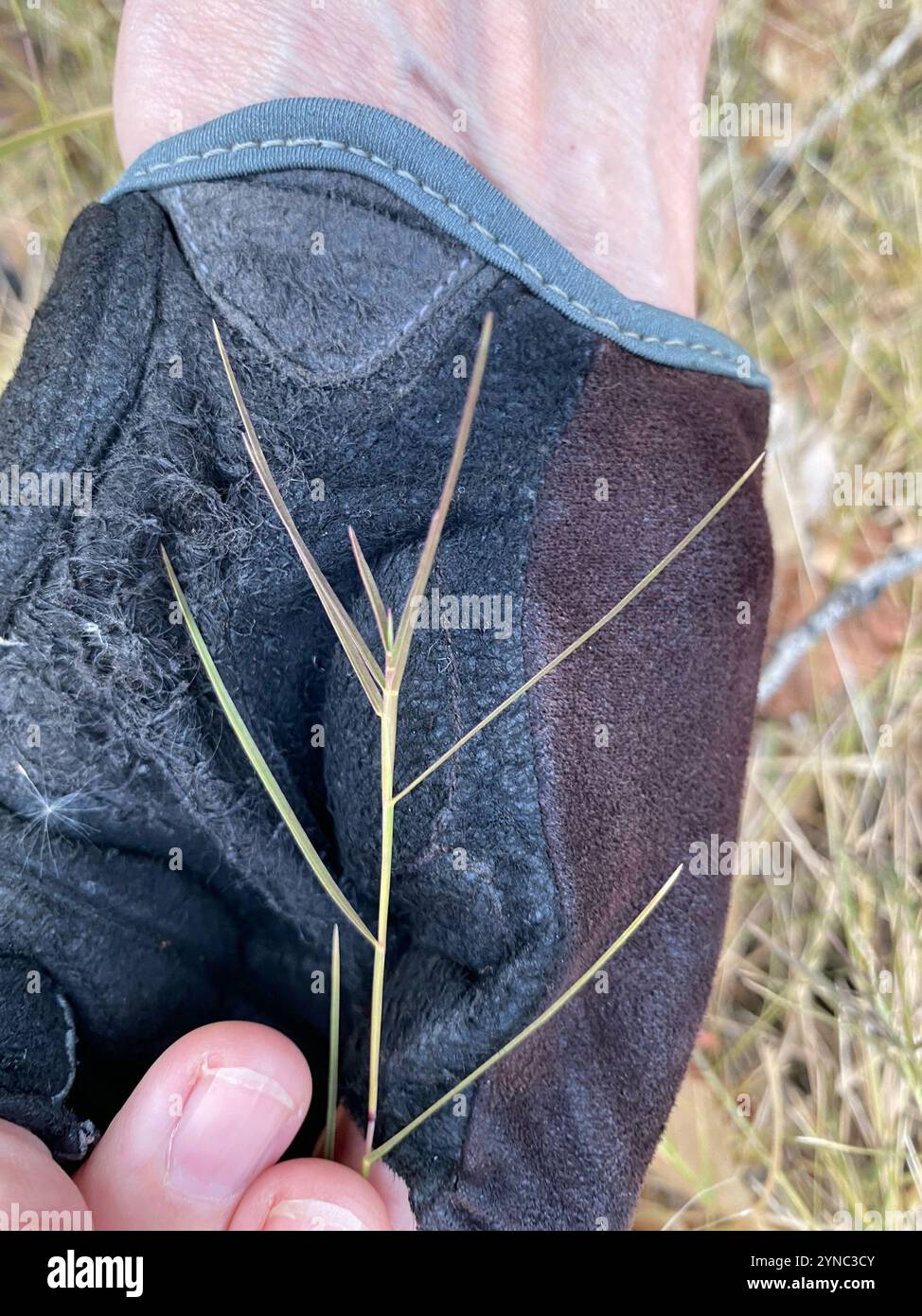 Bush Muhly (Muhlenbergia porteri Stock Photo - Alamy