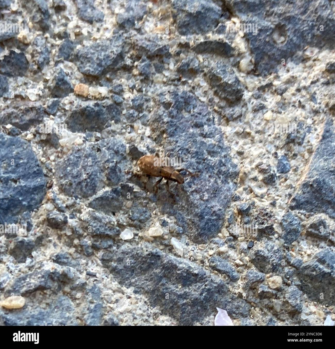 Clover root weevil (Sitona lepidus Stock Photo - Alamy