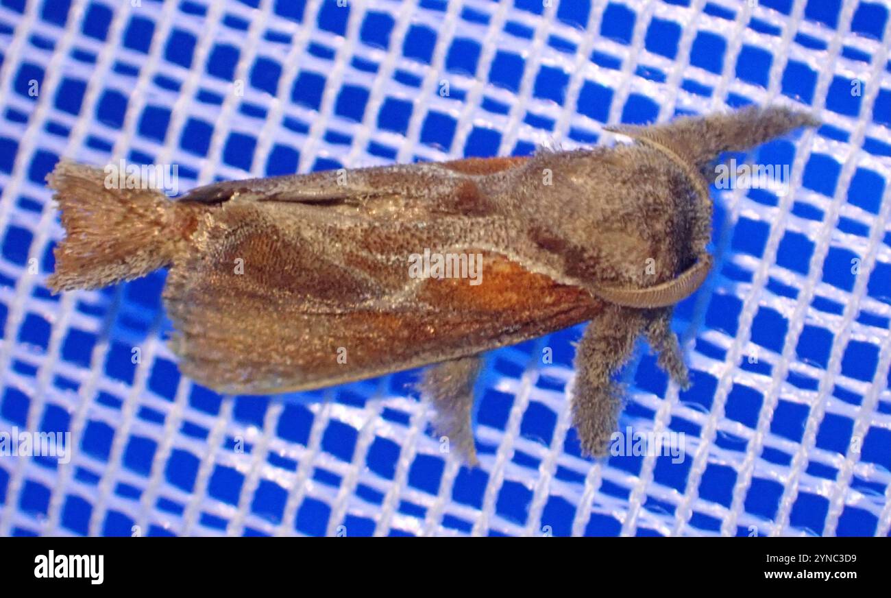 Old World Goat Moths (Metarbelidae Stock Photo - Alamy