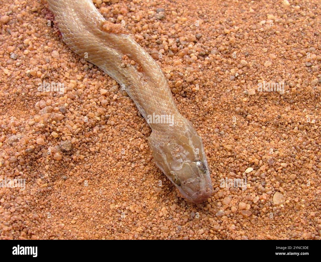 Cape House Snake (Boaedon capensis Stock Photo - Alamy