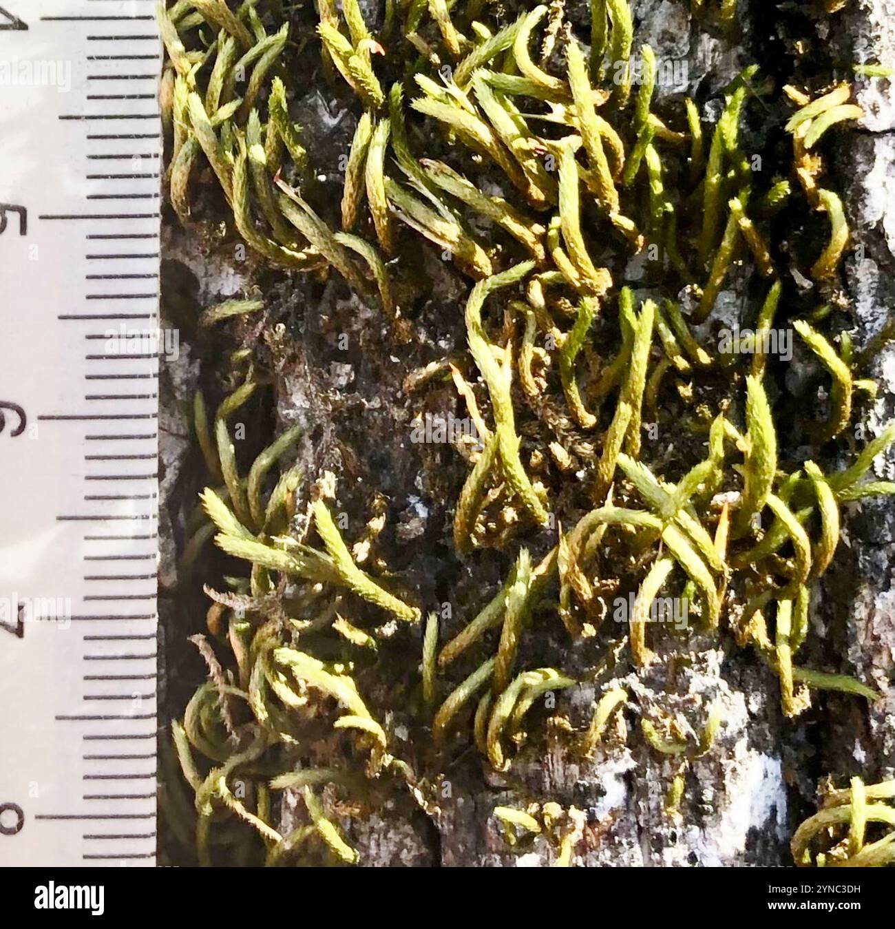 squirrel-tail moss (Leucodon sciuroides Stock Photo - Alamy