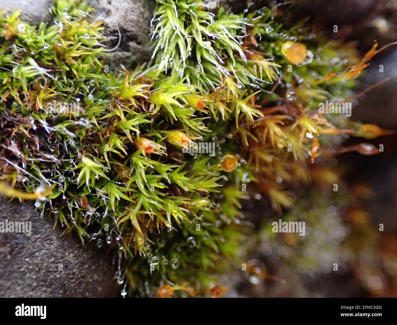 Schistidium papillosum hi-res stock photography and images - Alamy