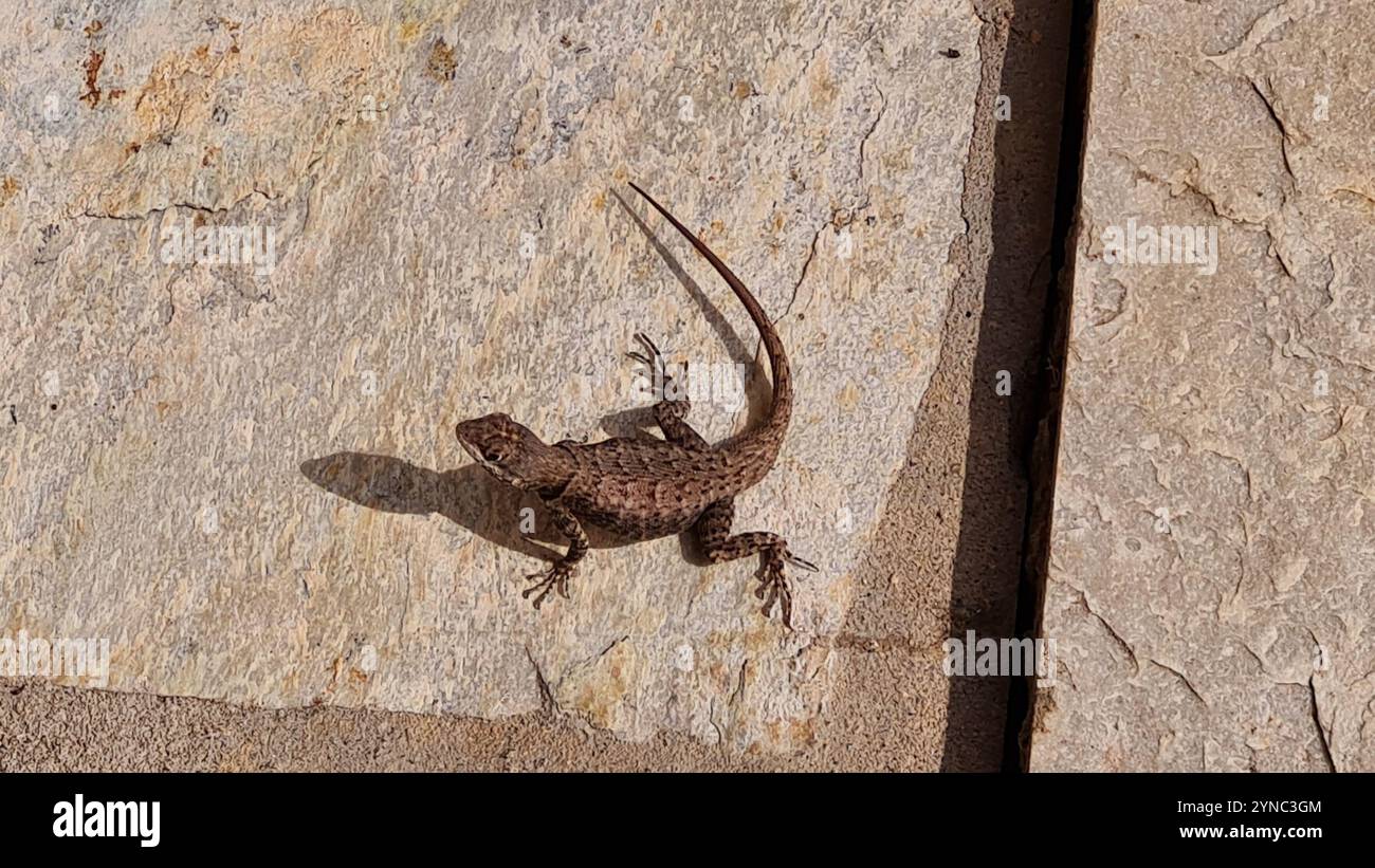 Peters' Lava Lizard (Tropidurus hispidus Stock Photo - Alamy