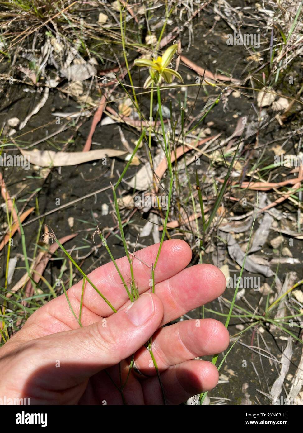 yellow rush-lily (Tricoryne elatior Stock Photo - Alamy