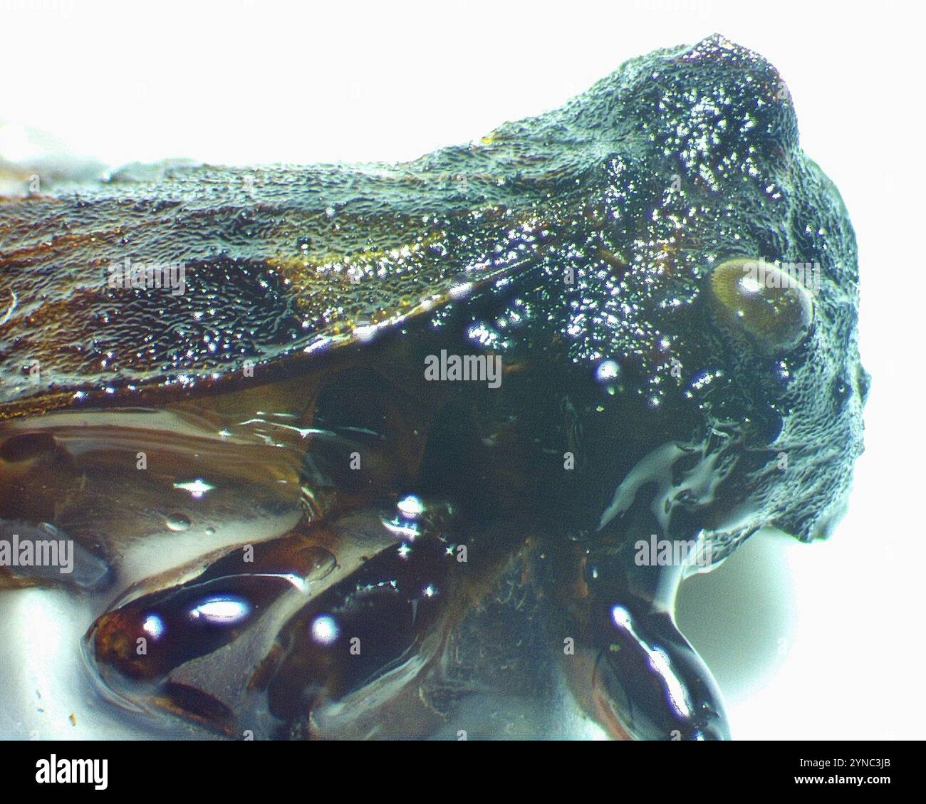 Perditus hi-res stock photography and images - Alamy