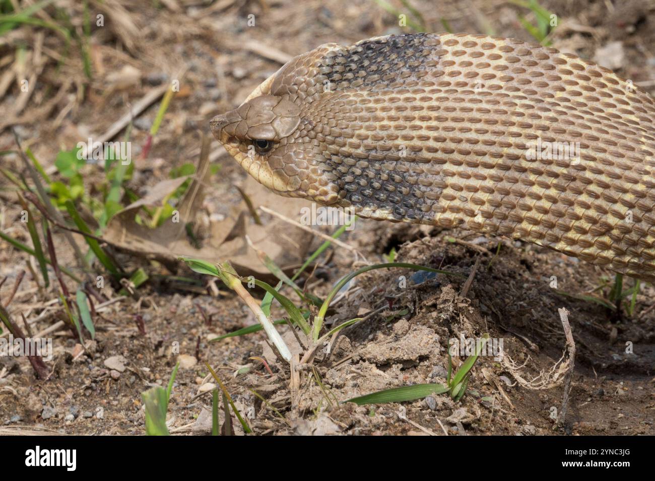 Eastern Hognose Snake (Heterodon platirhinos Stock Photo - Alamy