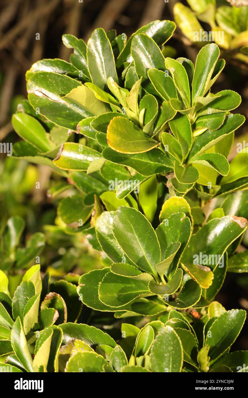 Japanese spindle tree (Euonymus japonicus Stock Photo - Alamy
