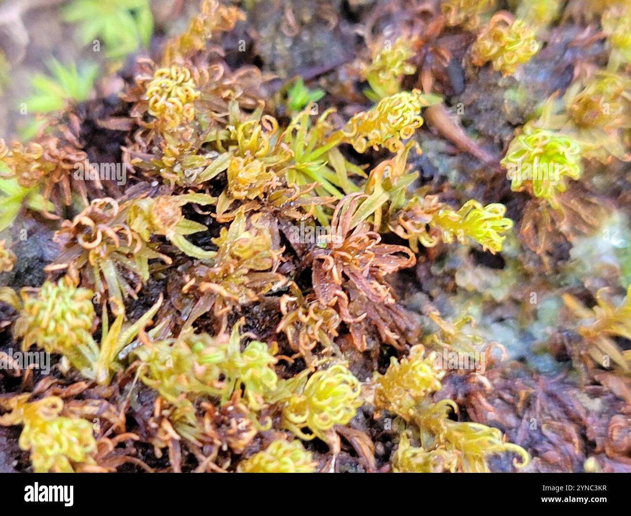 lesser smoothcap (Atrichum angustatum Stock Photo - Alamy