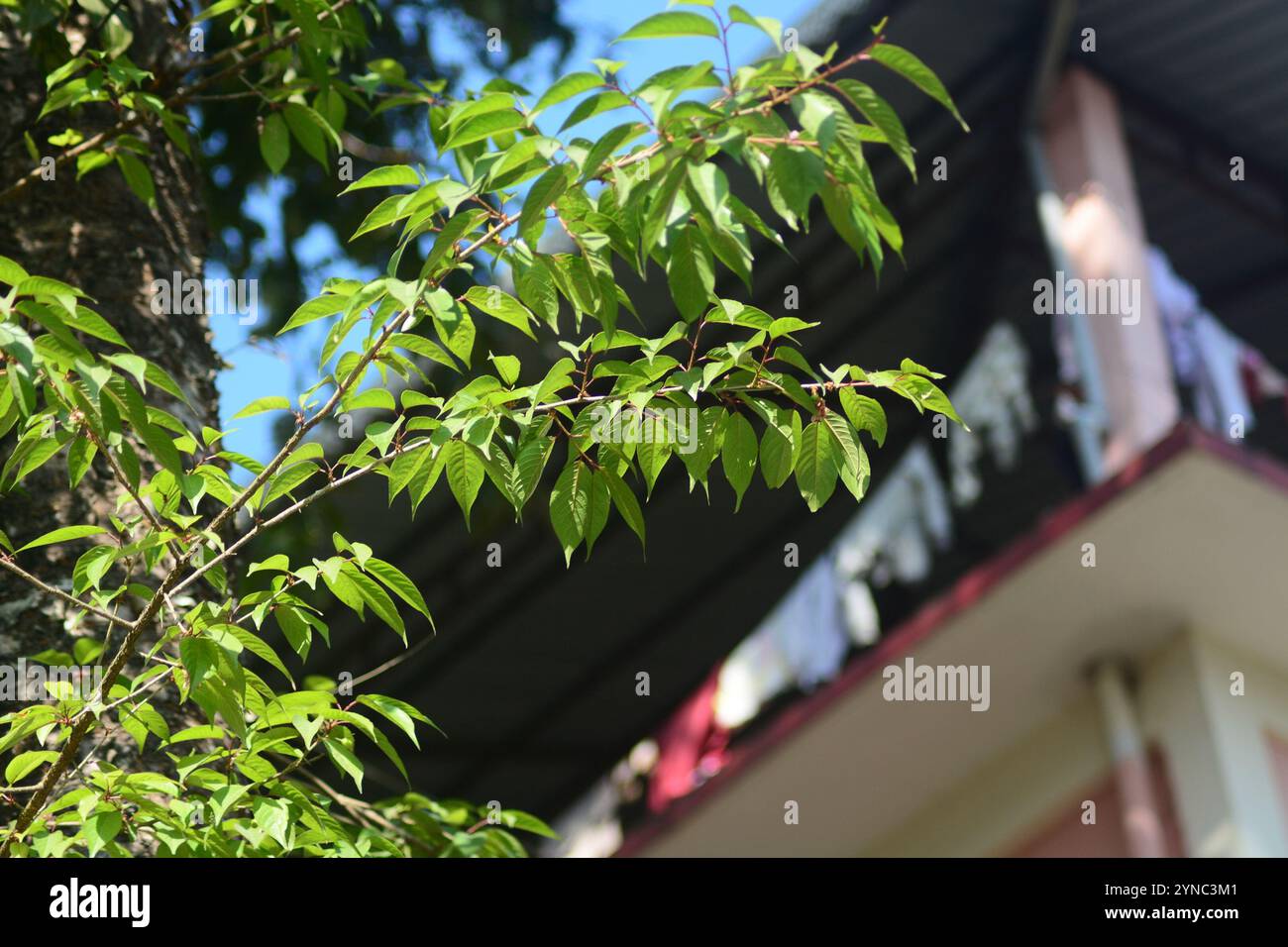Wild Himalayan Cherry (Prunus cerasoides Stock Photo - Alamy