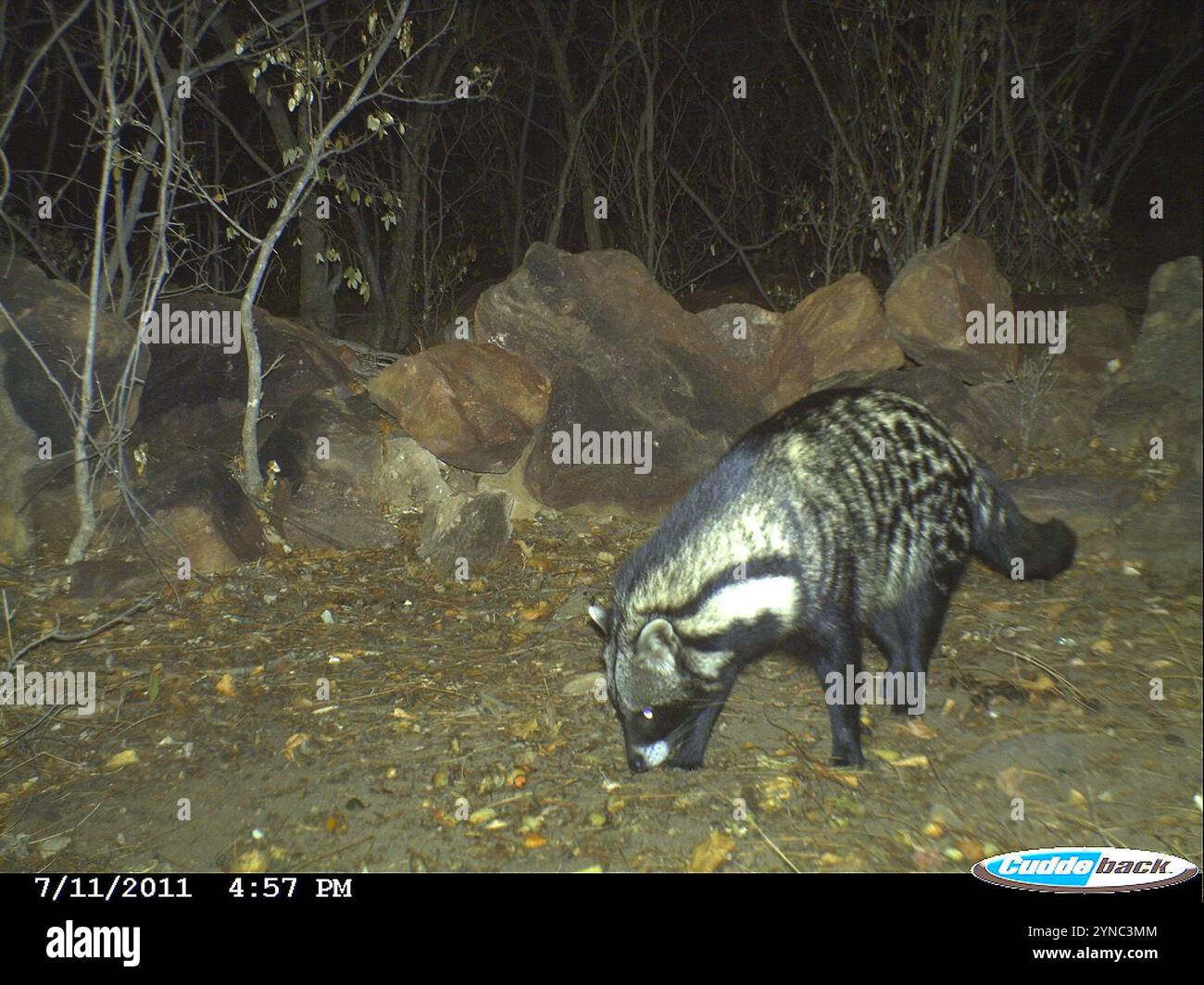 African Civet (Civettictis civetta Stock Photo - Alamy