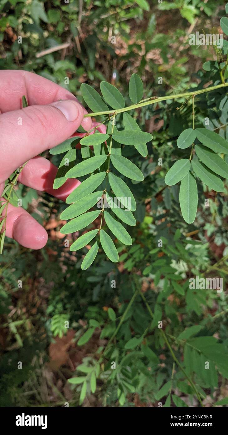 Australian Indigo (Indigofera australis Stock Photo - Alamy