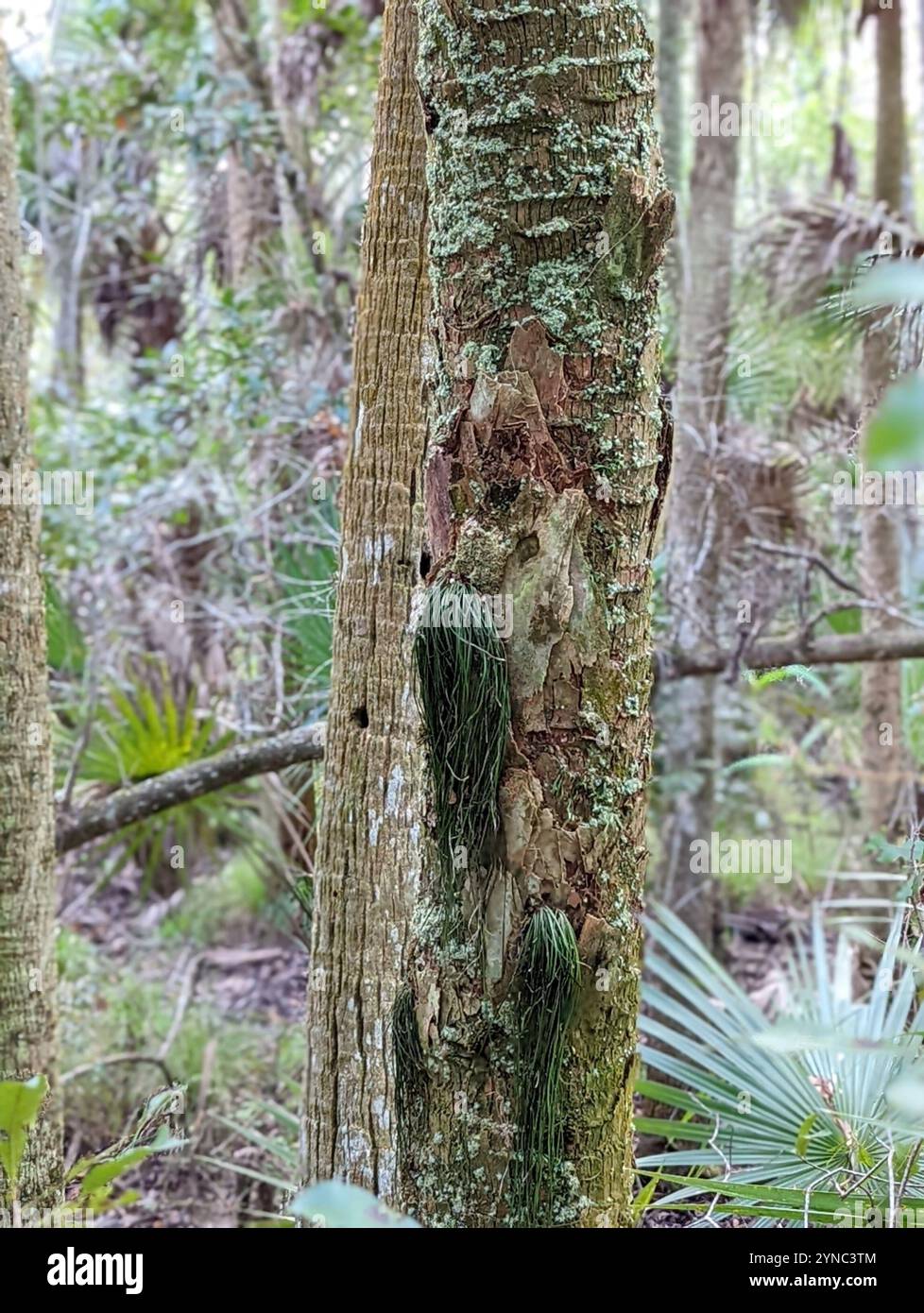 Shoestring Fern (Vittaria lineata Stock Photo - Alamy