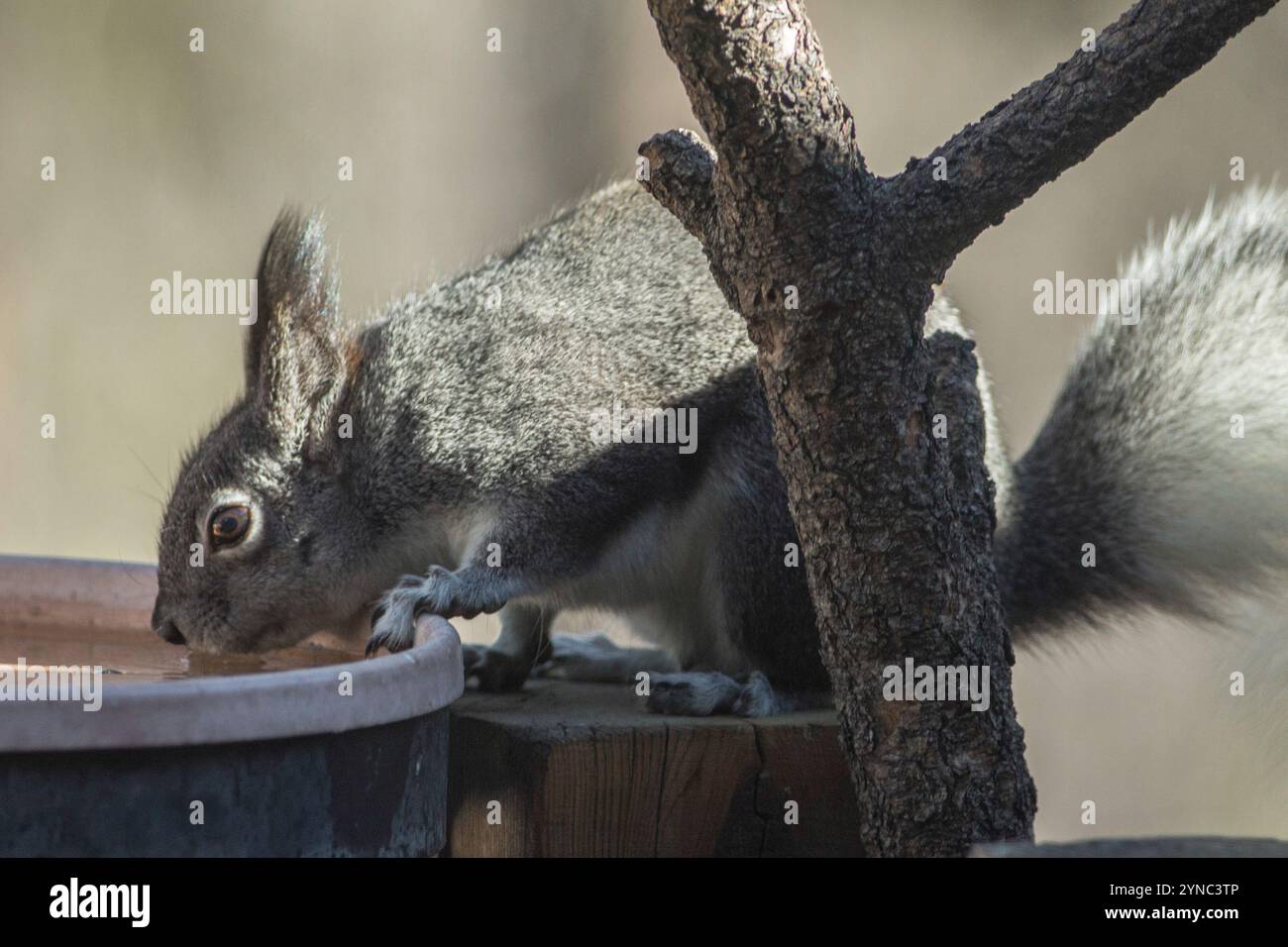 Abert's squirrel hi-res stock photography and images - Alamy