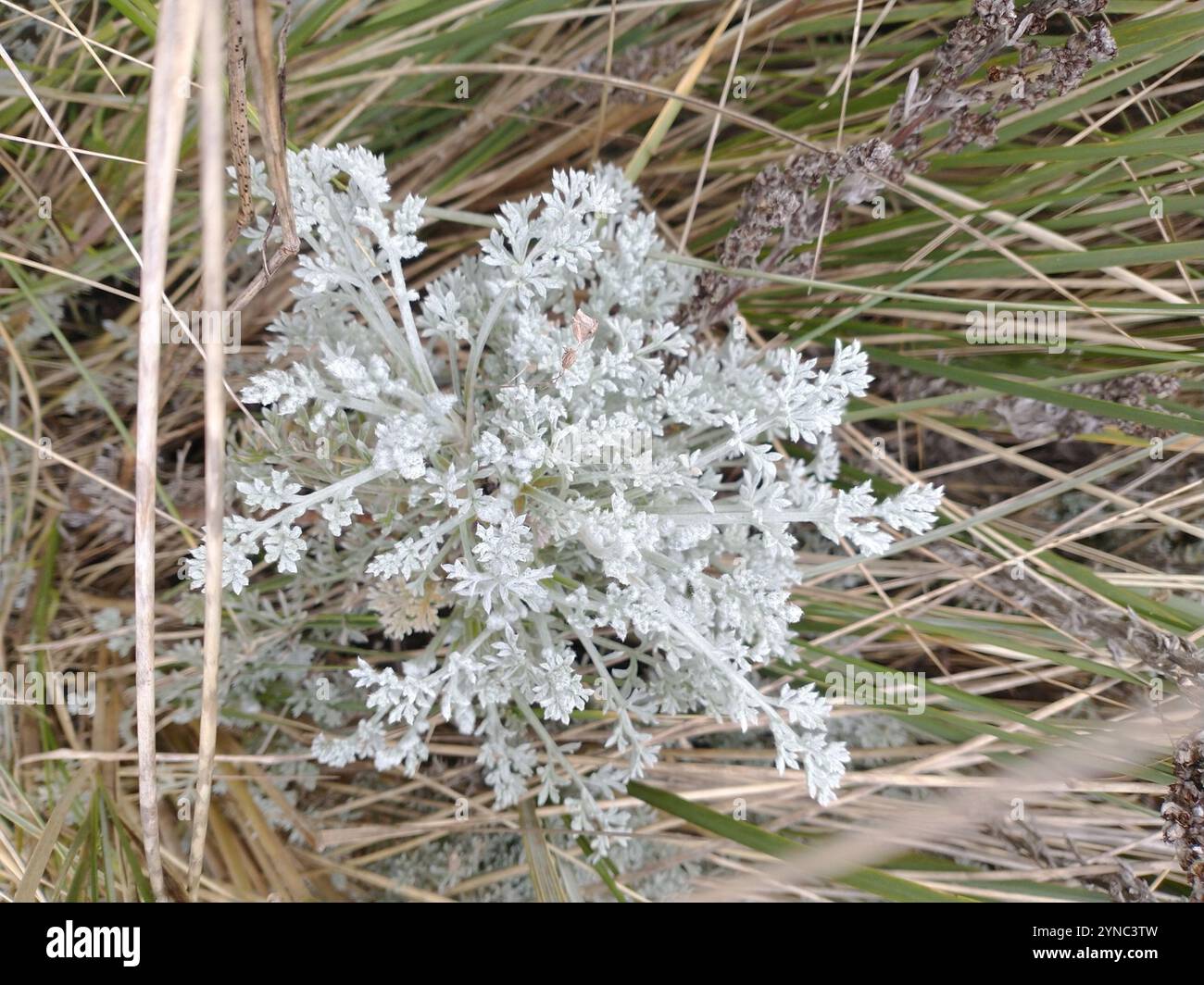 coastal sagewort (Artemisia pycnocephala Stock Photo - Alamy