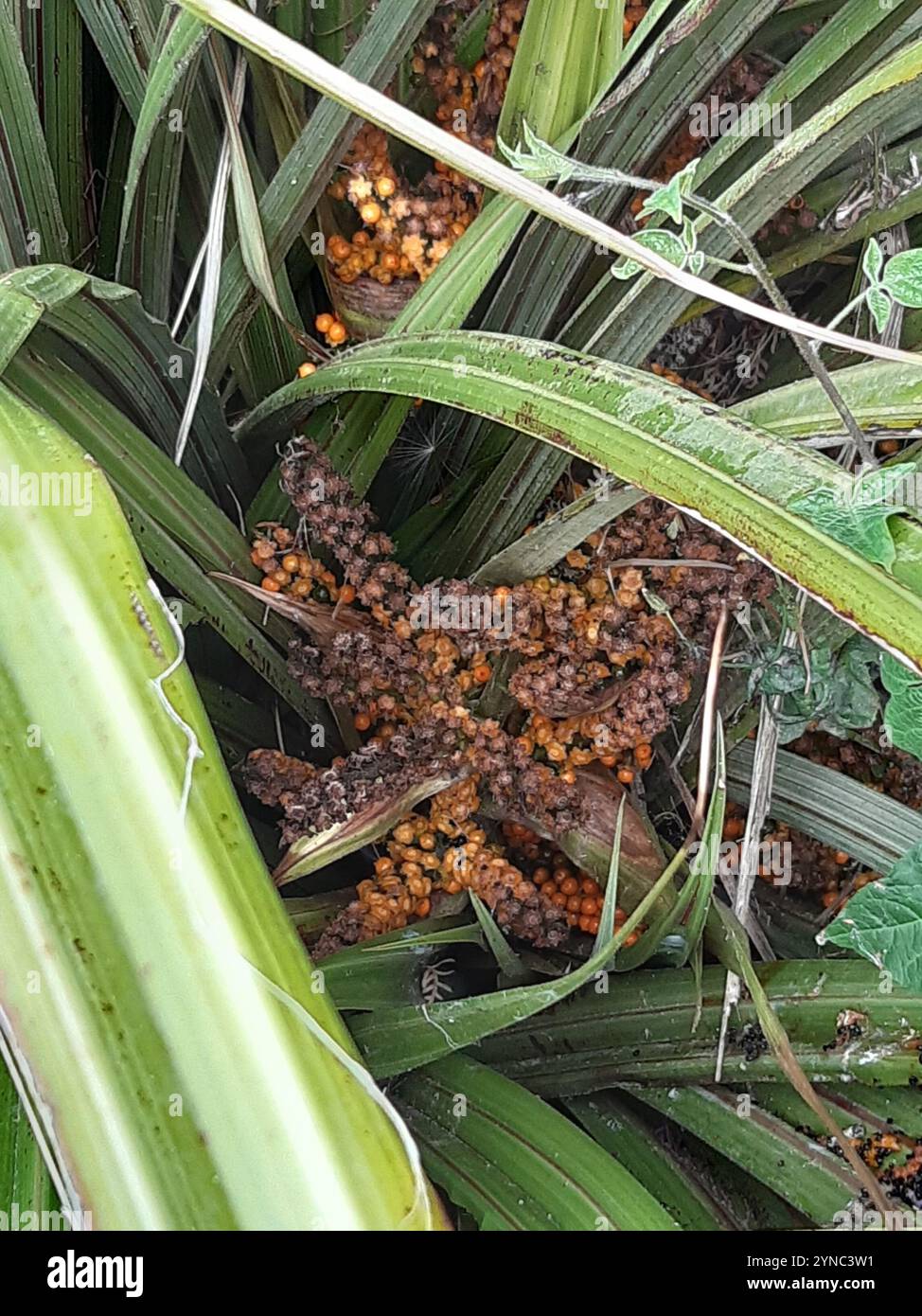 Bush Flax (Astelia fragrans Stock Photo - Alamy