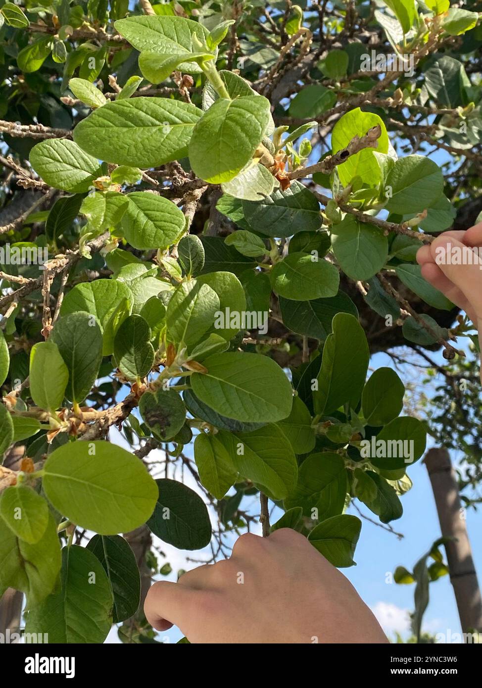nacapul (Ficus cotinifolia Stock Photo - Alamy