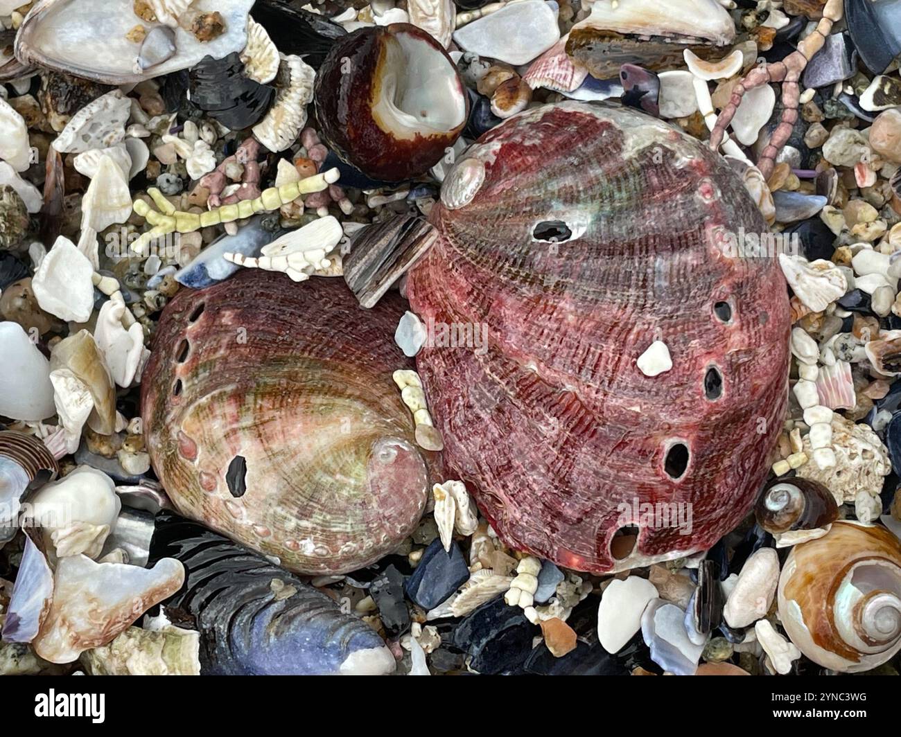 Red Abalone (Haliotis rufescens Stock Photo - Alamy