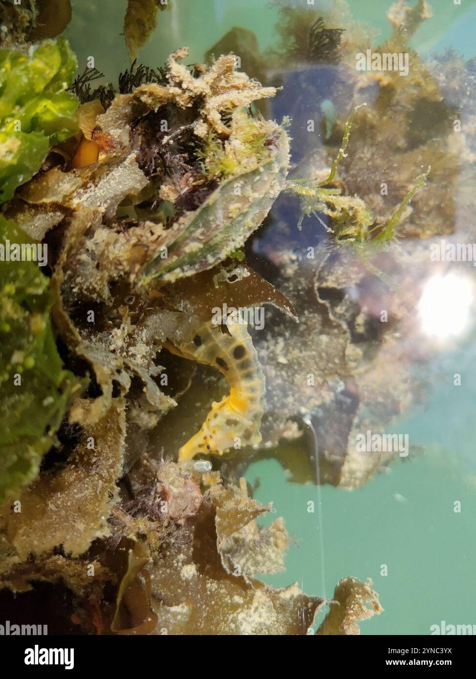 Bigbelly hi-res stock photography and images - Alamy