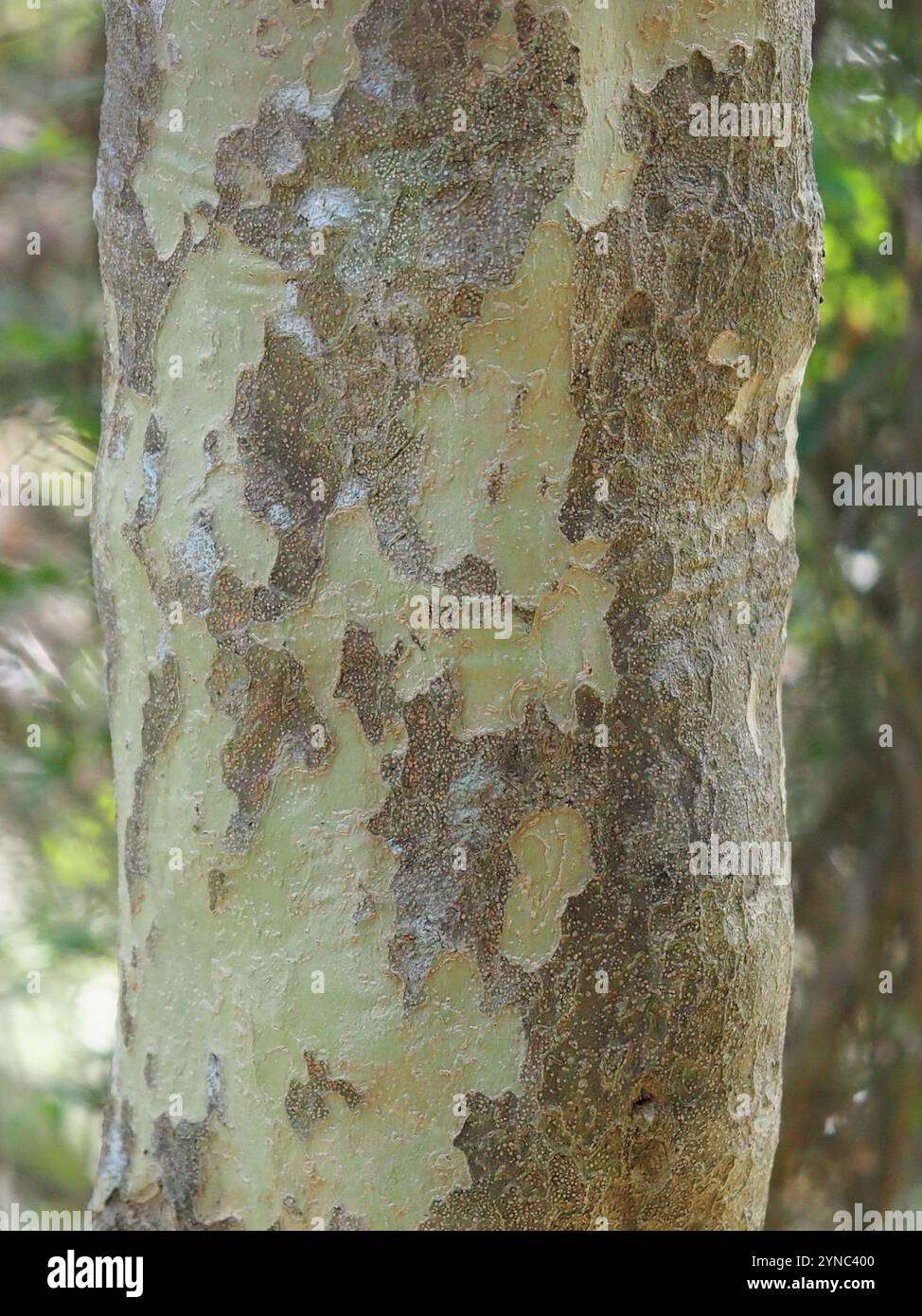 Evergreen tropical ash (Fraxinus griffithii Stock Photo - Alamy