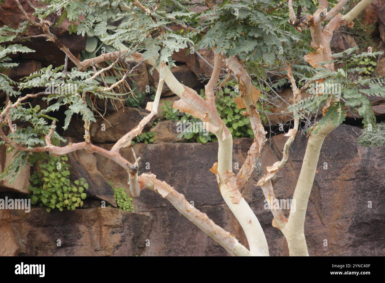 Paperbark False Thorn (Albizia tanganyicensis tanganyicensis Stock ...