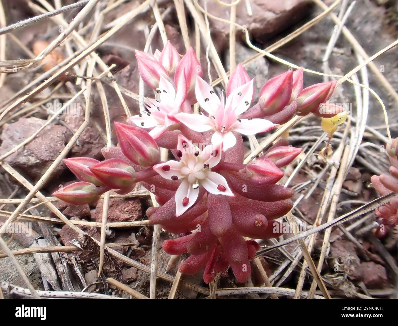 Reddish Stonecrop (Sedum rubens Stock Photo - Alamy