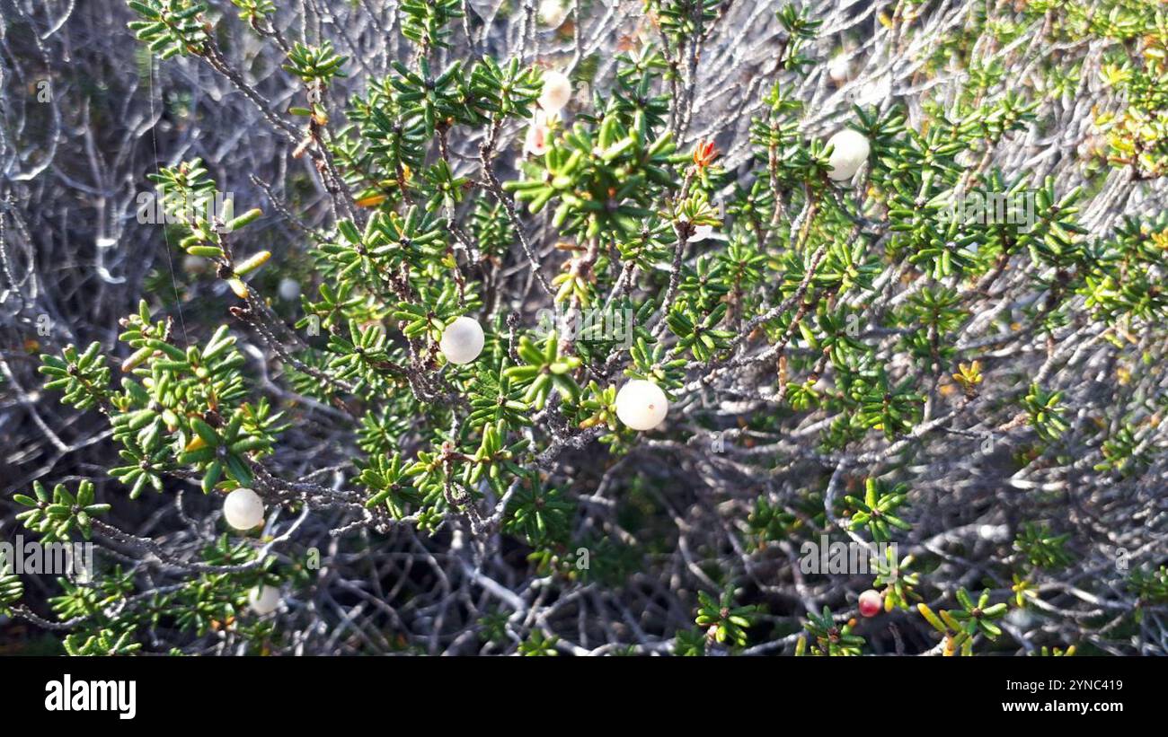 Portuguese crowberry (Corema album Stock Photo - Alamy