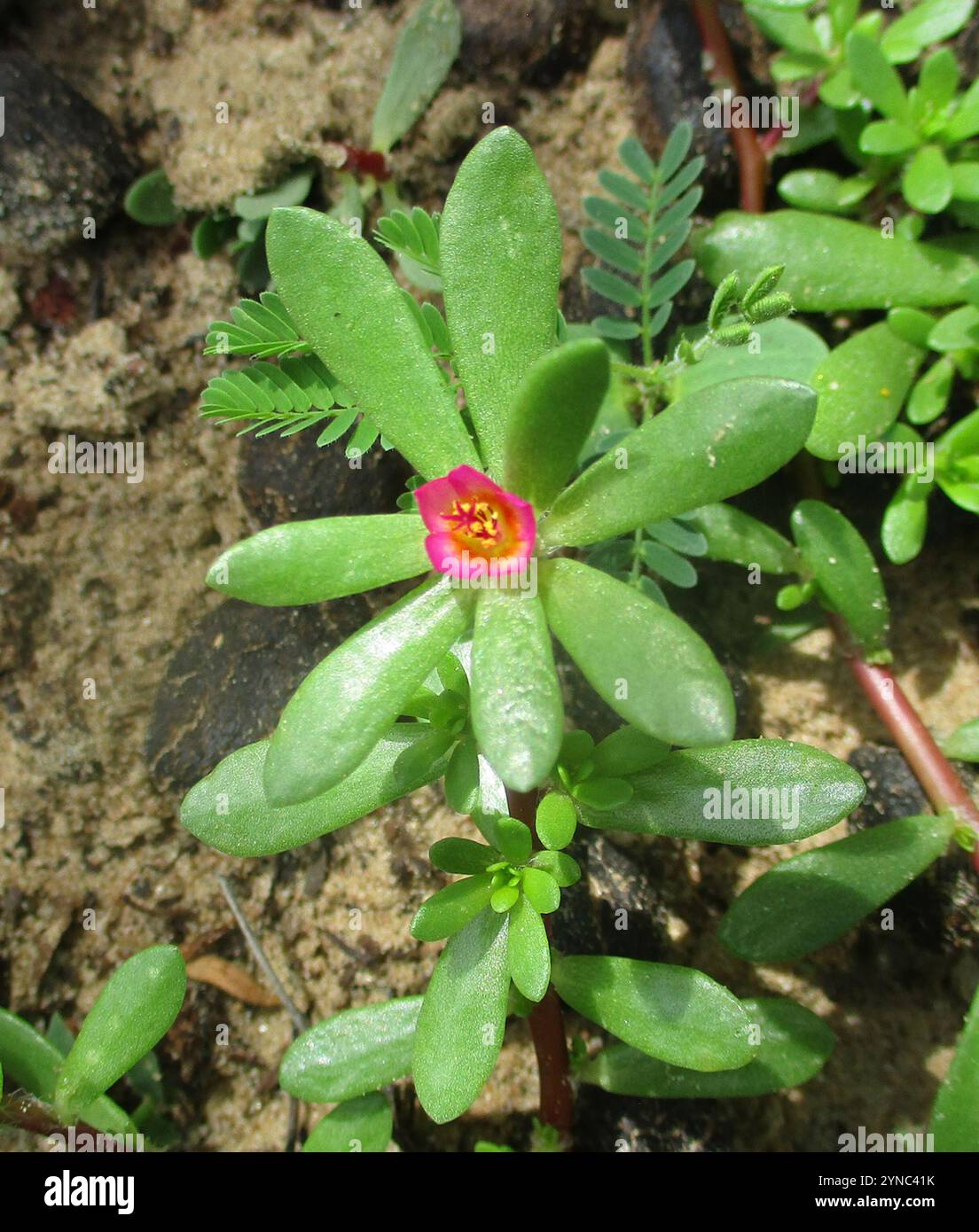 Paraguayan Purslane (Portulaca amilis Stock Photo - Alamy