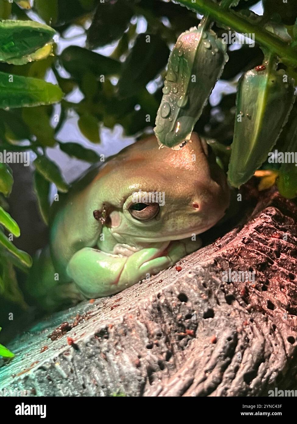 Smug frog hi-res stock photography and images - Alamy