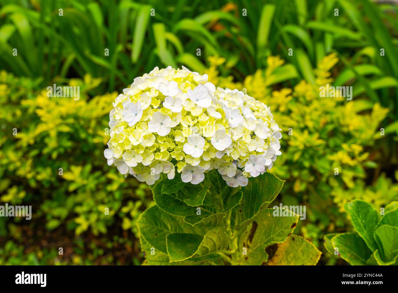 Hydrangea common names hydrangea or hortensia, is a genus of over 75 ...