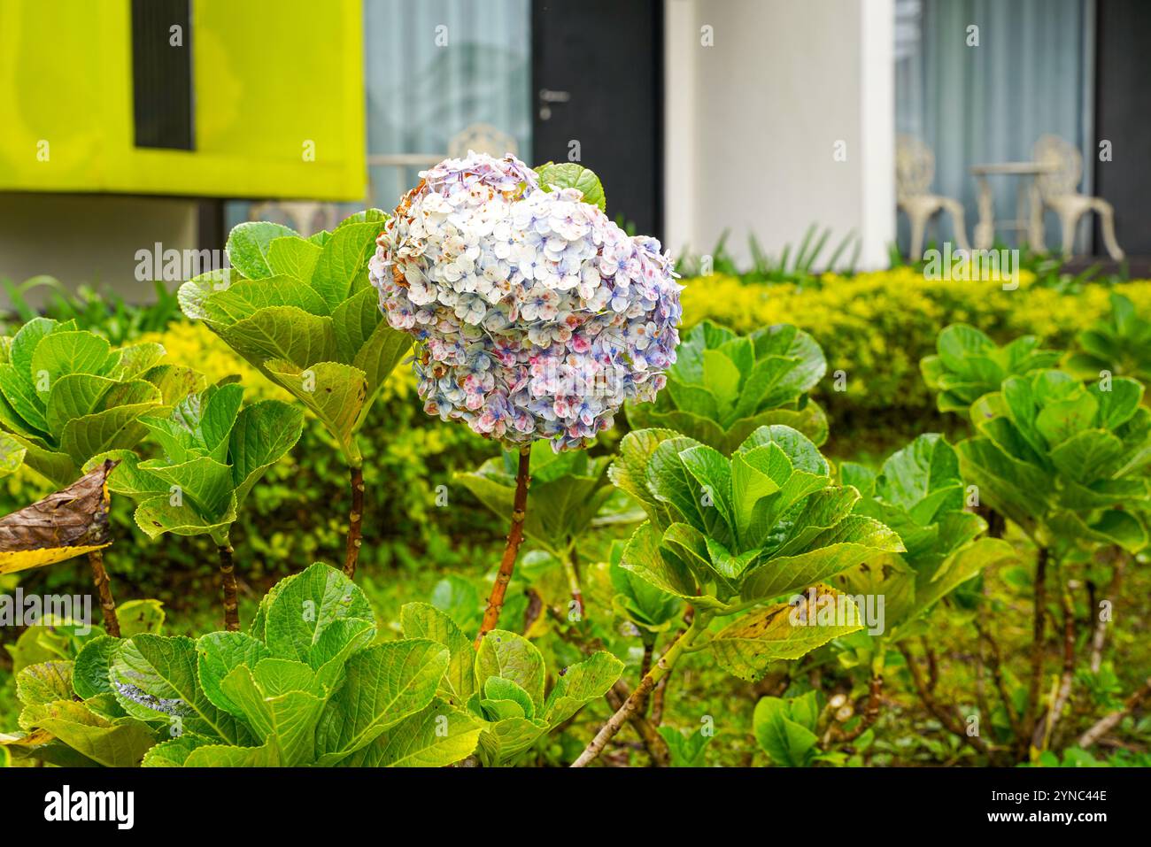 Hydrangea common names hydrangea or hortensia, is a genus of over 75 ...