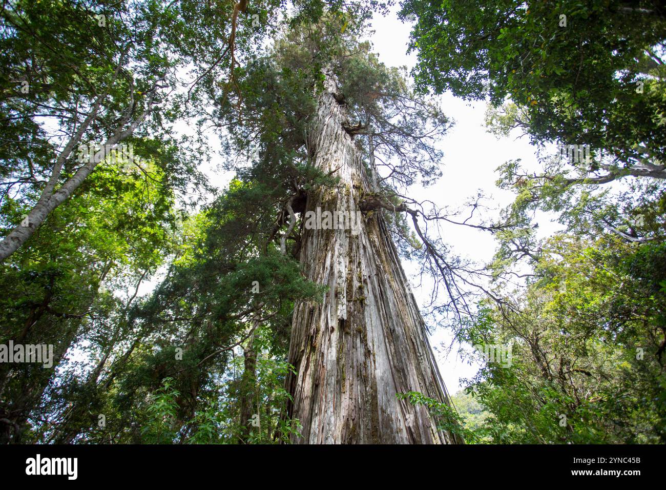 Argentina lake ancient trees hi-res stock photography and images - Alamy