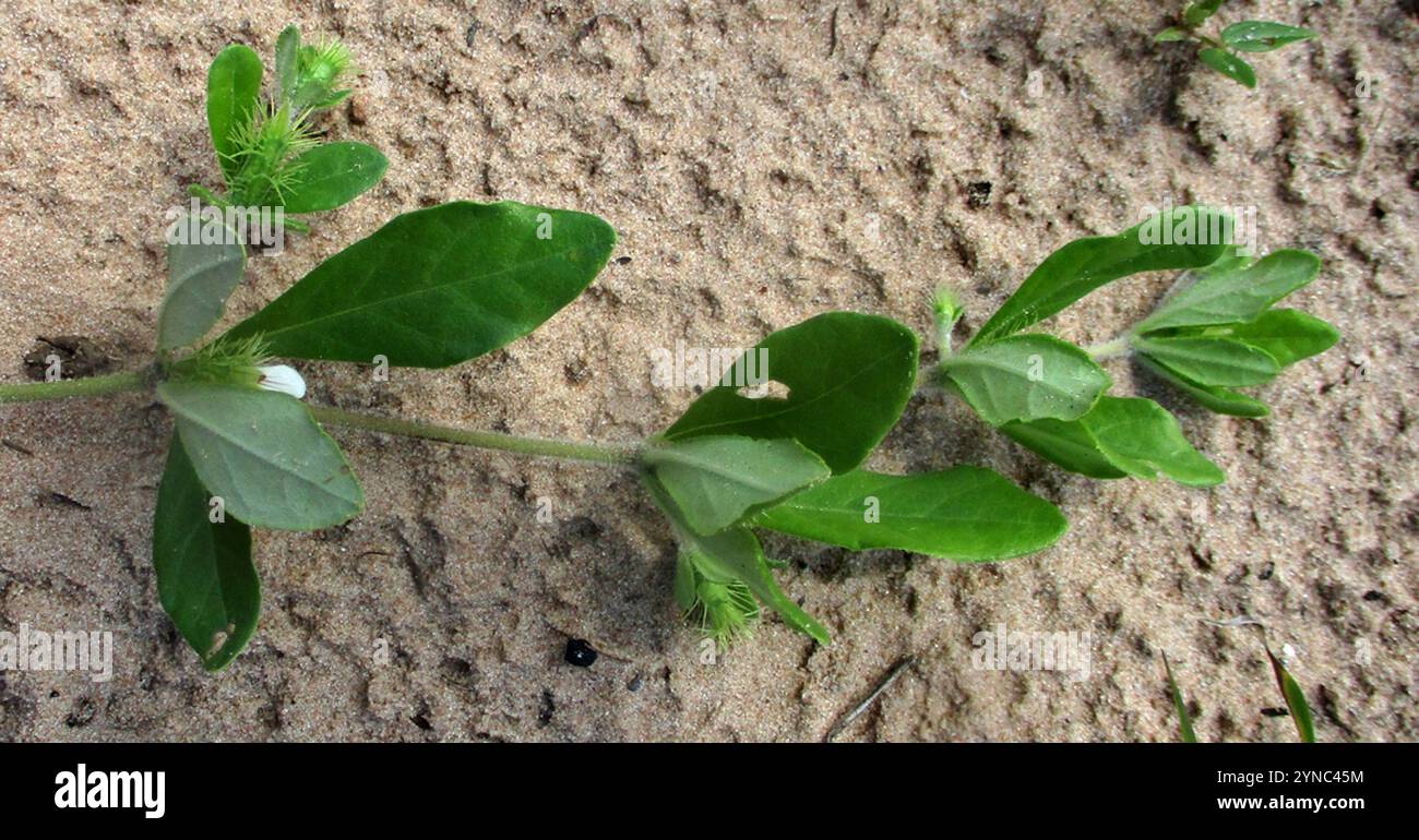 Surprise Packet (Blepharis maderaspatensis Stock Photo - Alamy