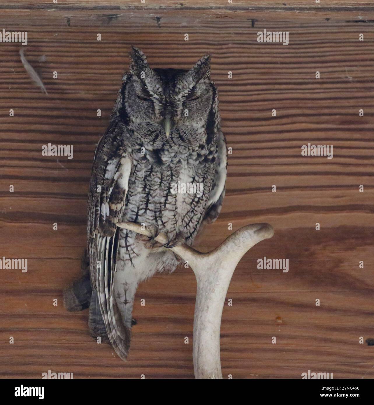 Eastern Screech-Owl (Megascops asio Stock Photo - Alamy