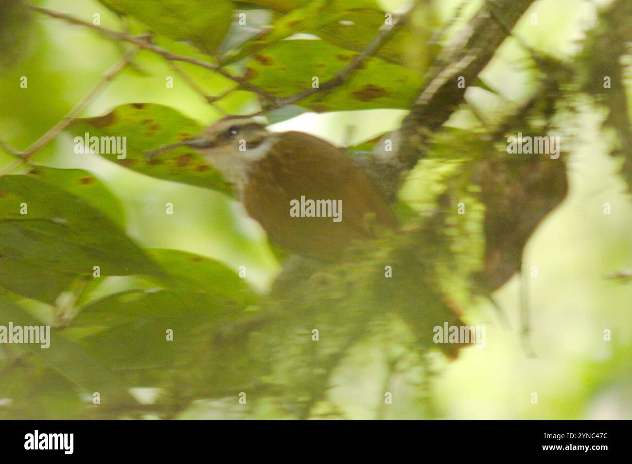 Streaked xenops hi-res stock photography and images - Alamy