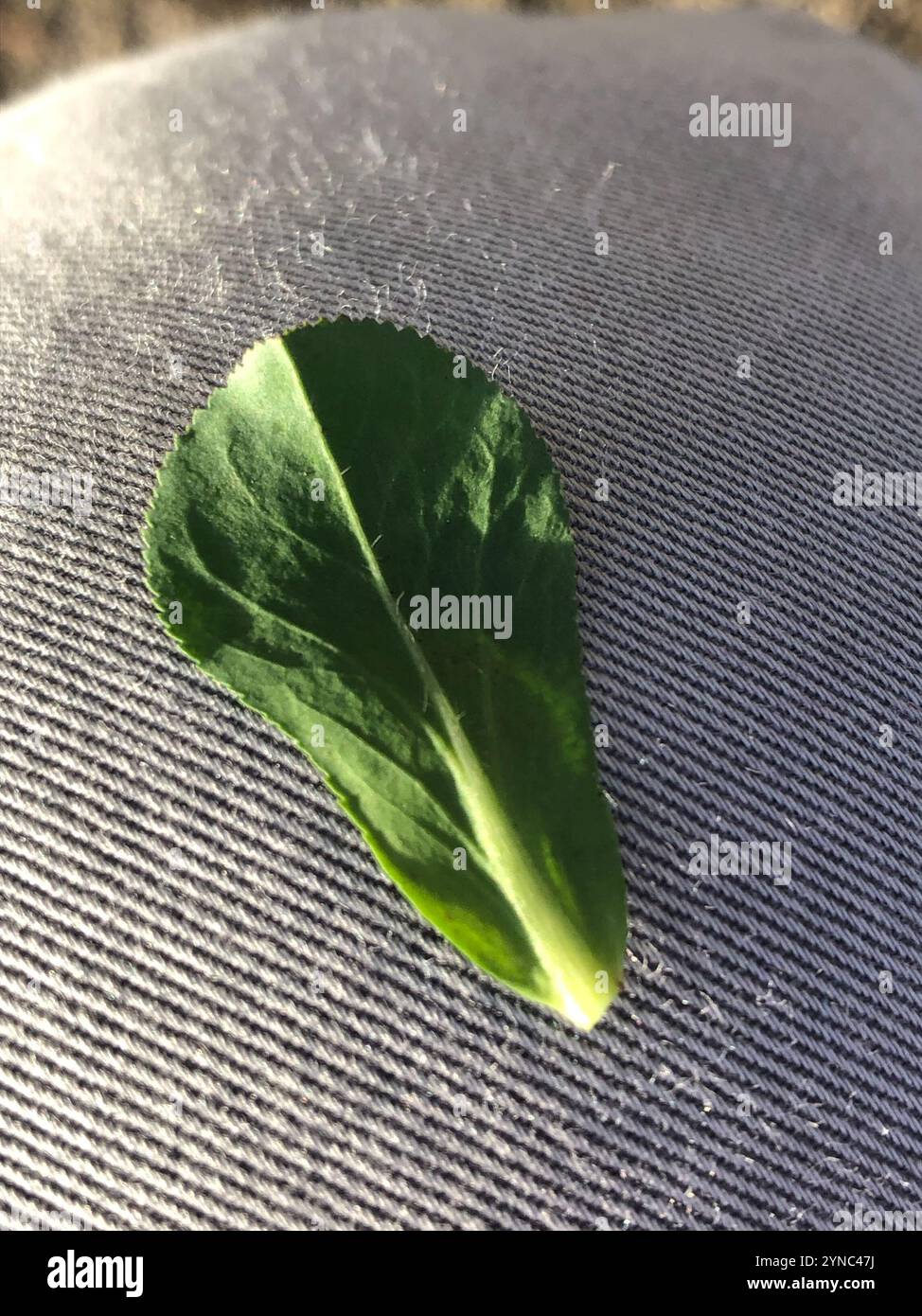 Sun spurge (Euphorbia helioscopia Stock Photo - Alamy