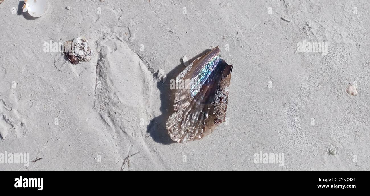 Stiff pen shell hi-res stock photography and images - Alamy