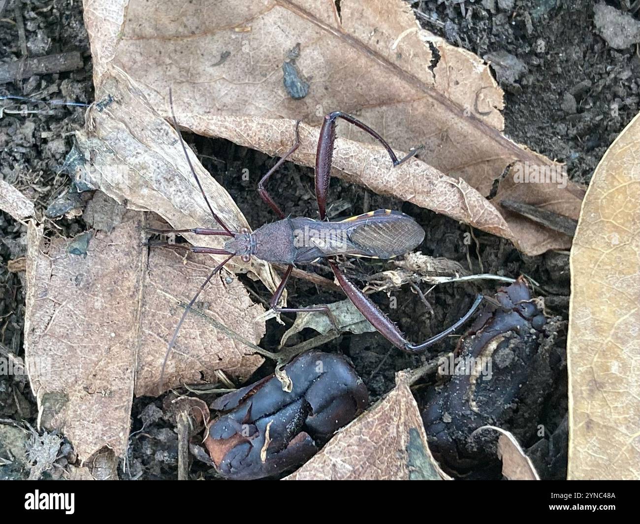 Riptortus hi-res stock photography and images - Alamy