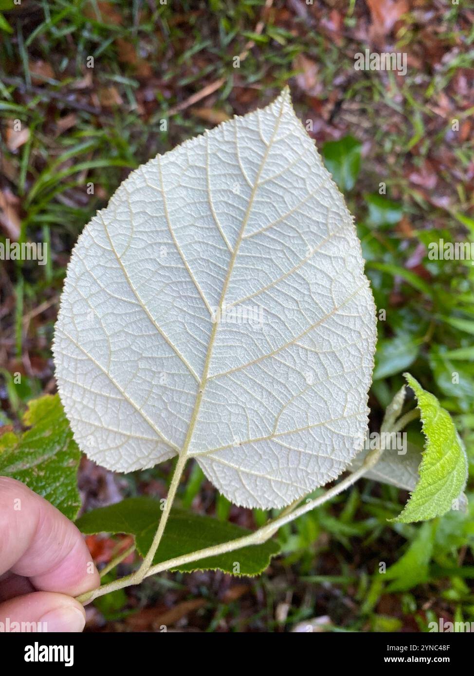 Rubus moluccanus hi-res stock photography and images - Alamy