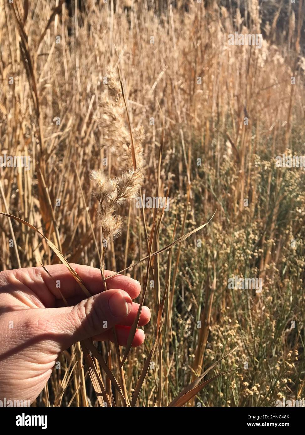 common reed (Phragmites australis Stock Photo - Alamy