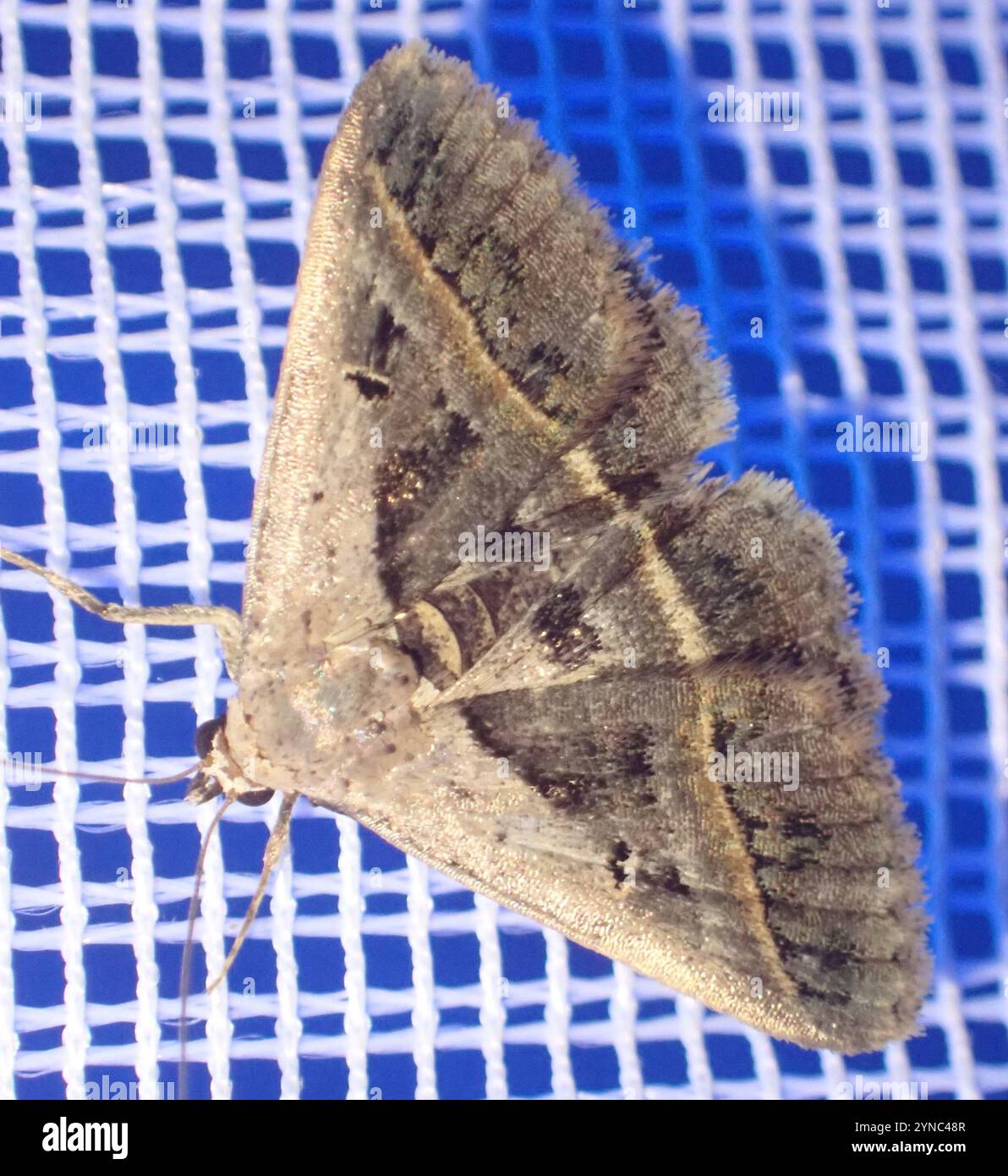 Trimeni hi-res stock photography and images - Alamy