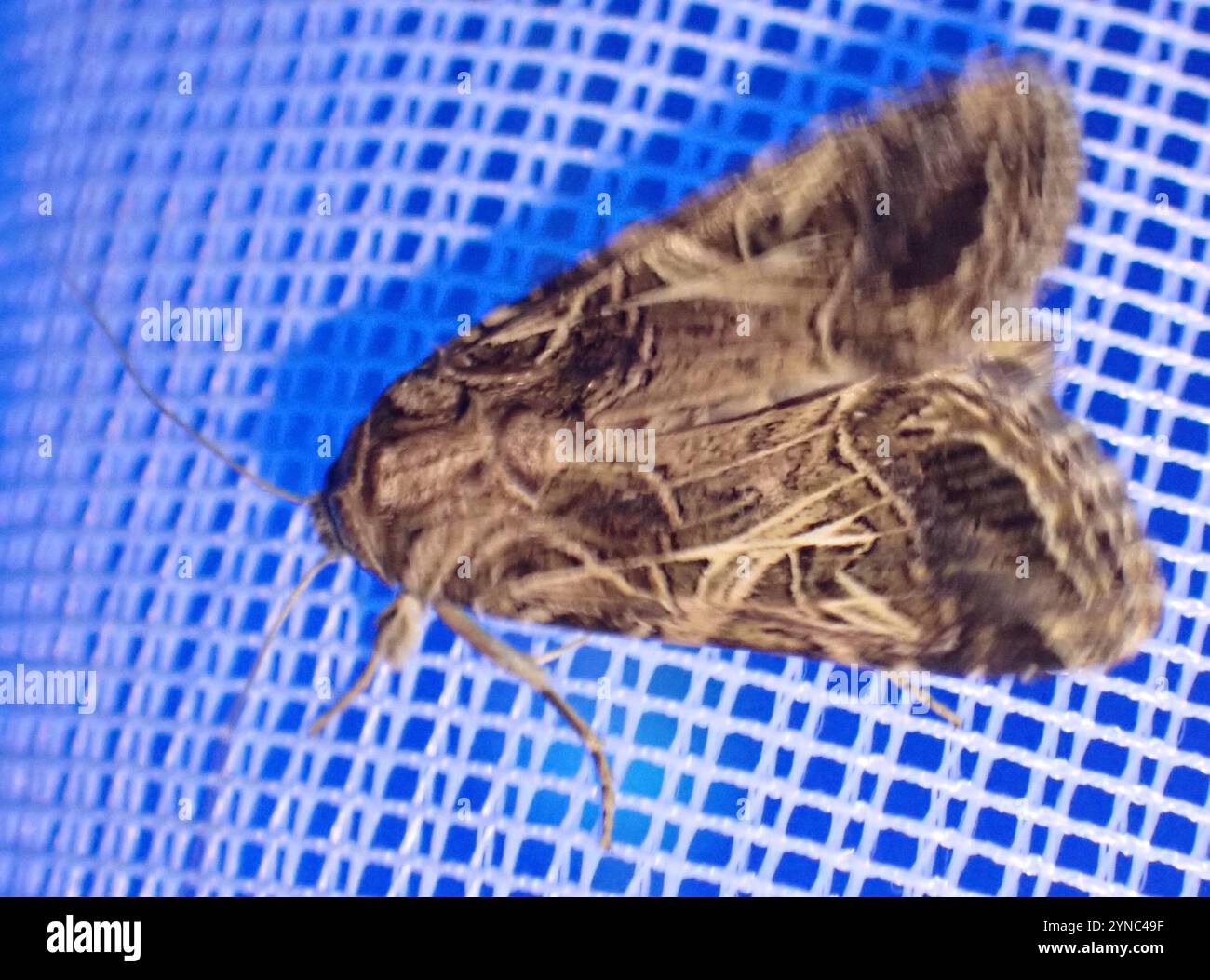 Spodoptera littoralis hi-res stock photography and images - Alamy