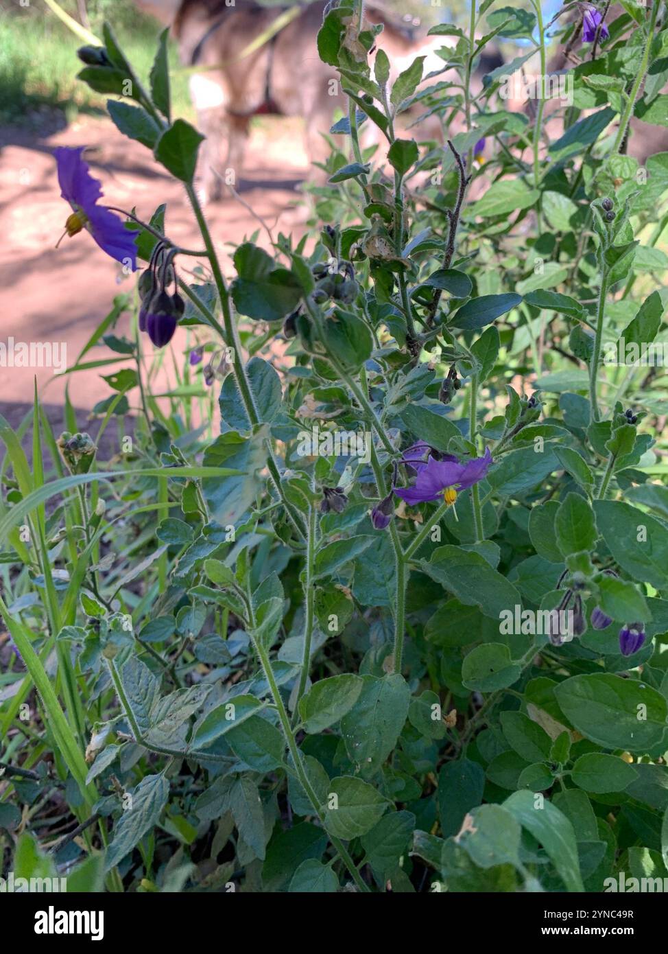 purple nightshade (Solanum xanti Stock Photo - Alamy