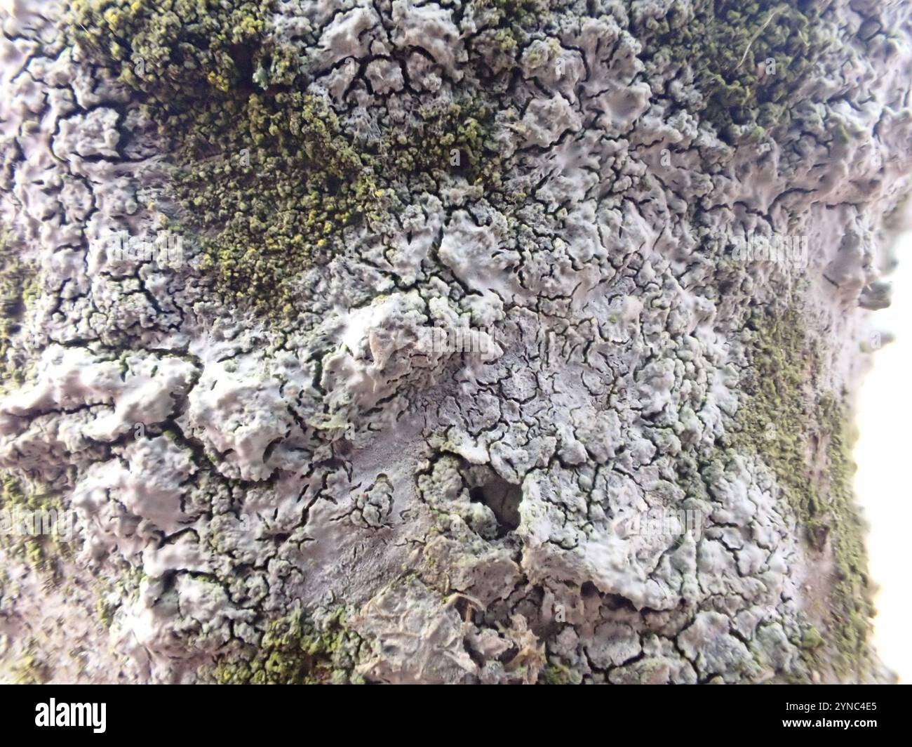 Ascomycete Fungi (Ascomycota Stock Photo - Alamy