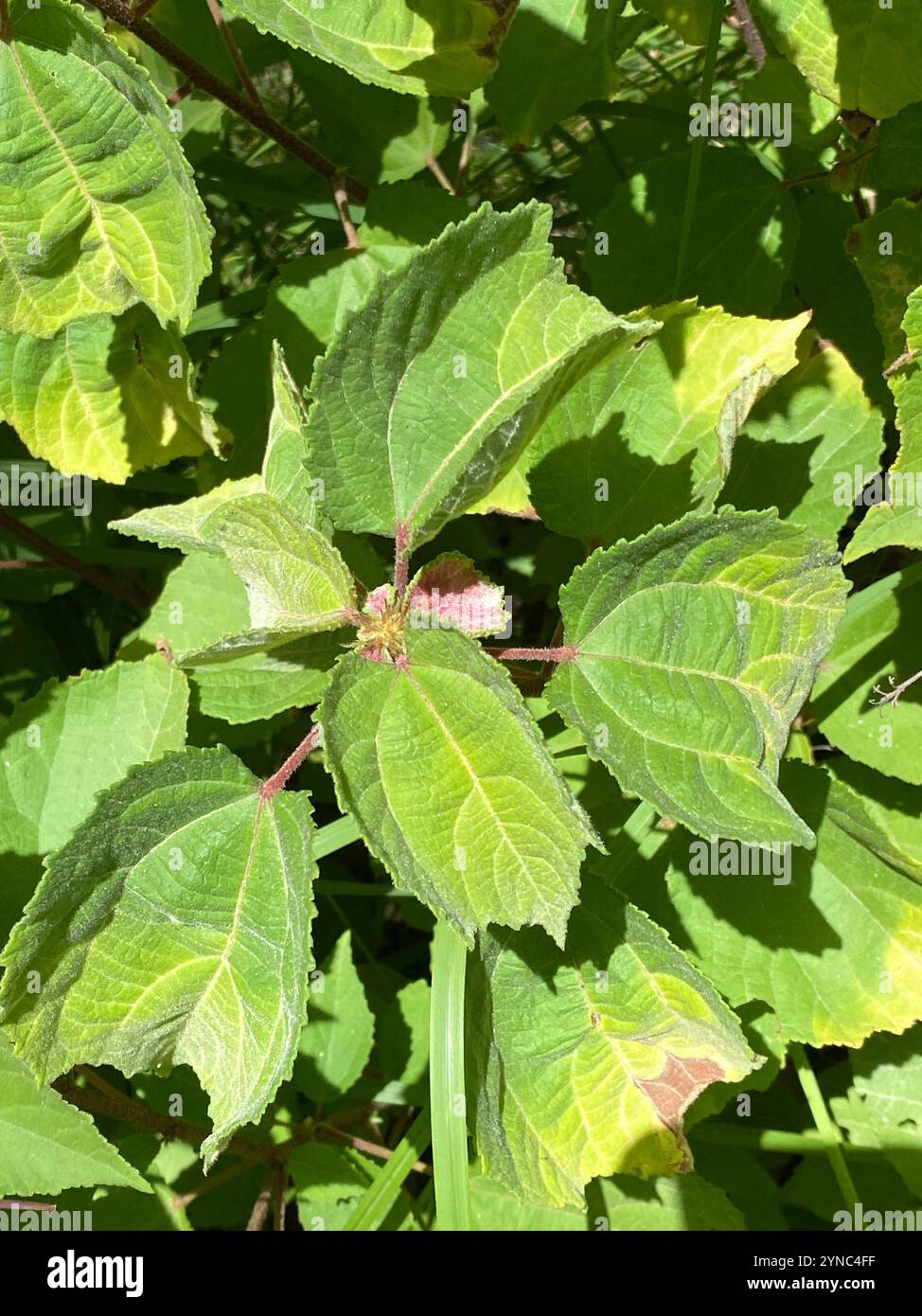 Chinese Bur (Triumfetta rhomboidea Stock Photo - Alamy
