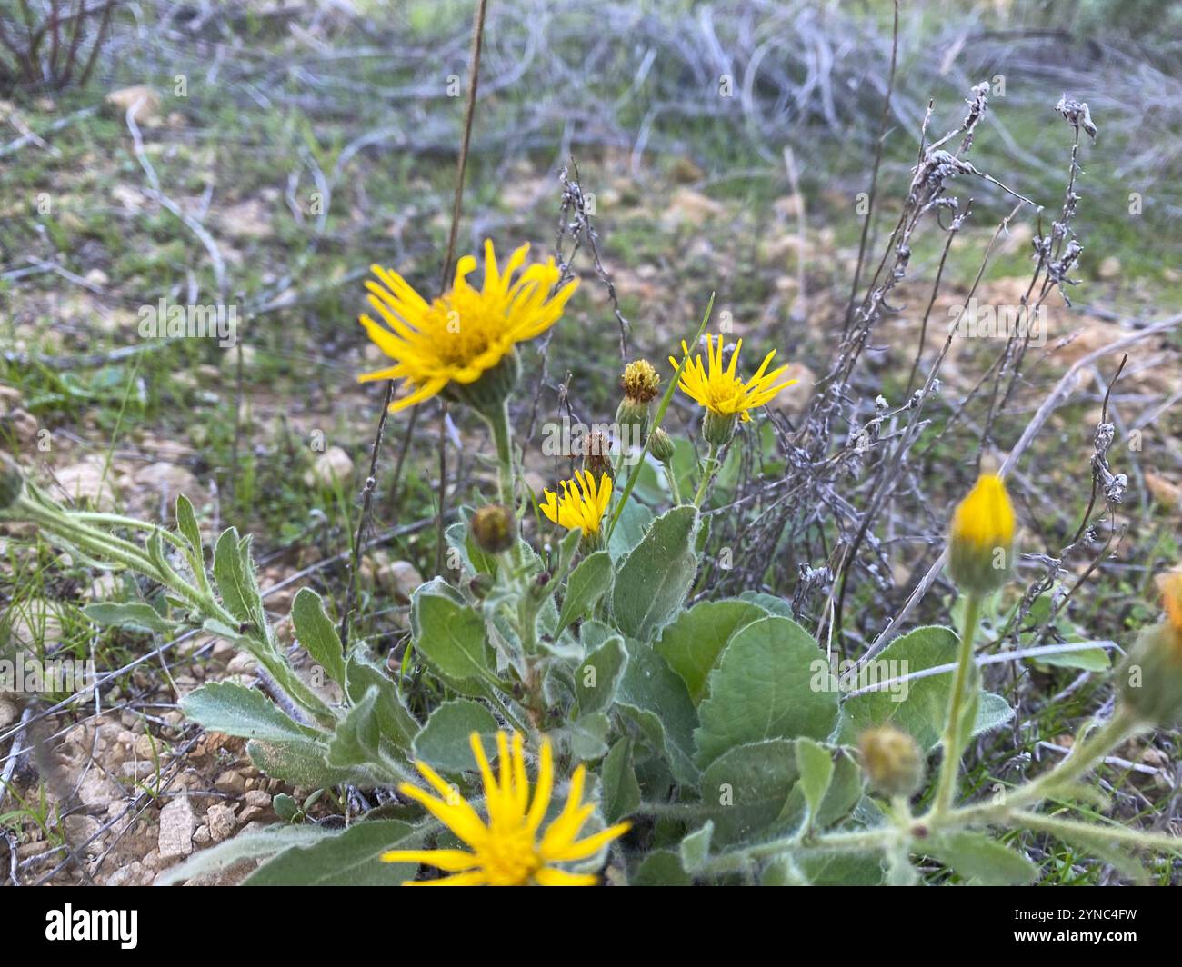 Telegraphweed (Heterotheca grandiflora Stock Photo - Alamy