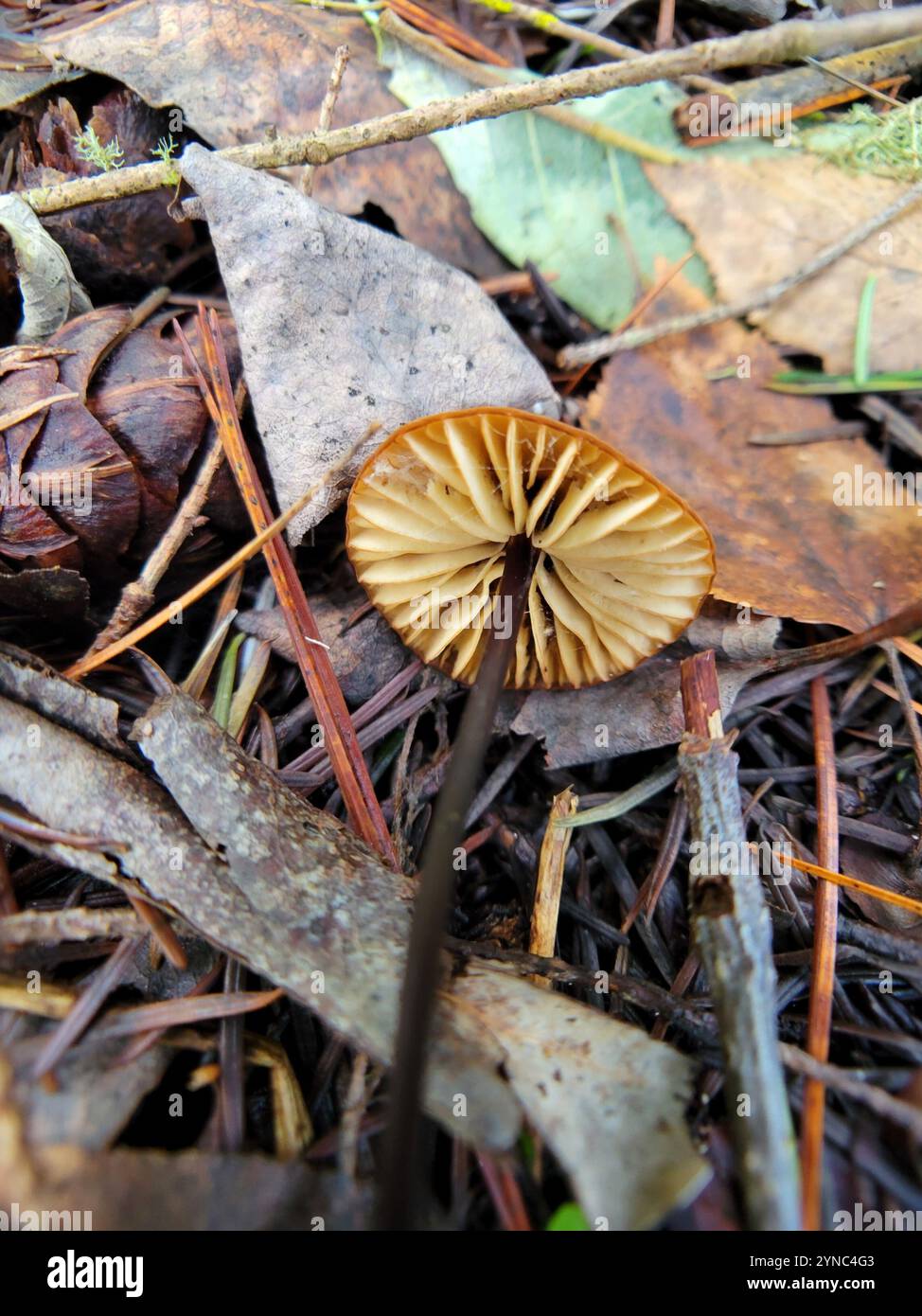 red pinwheel (Marasmius plicatulus Stock Photo - Alamy