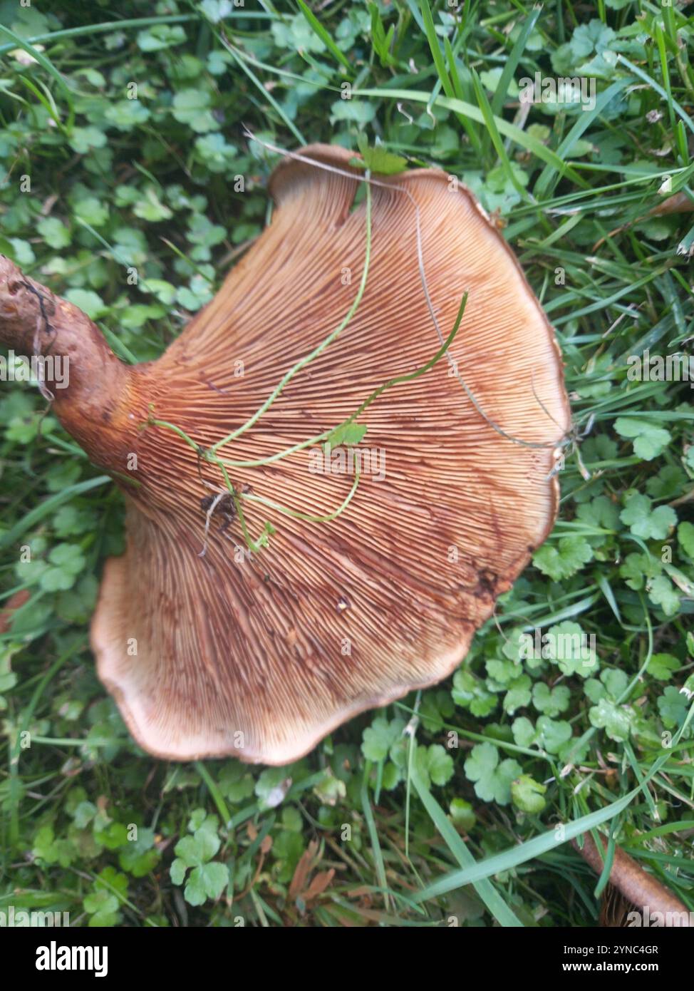 Coppery Pax (Paxillus cuprinus Stock Photo - Alamy